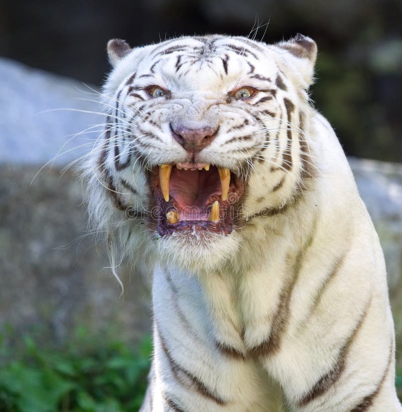 Friendly Tiger stock image. Image of creative, person - 19257131