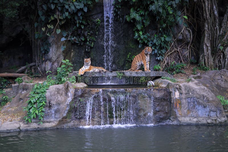 Tiger in open zoo stock photo. Image of beautiful, rock - 251143044