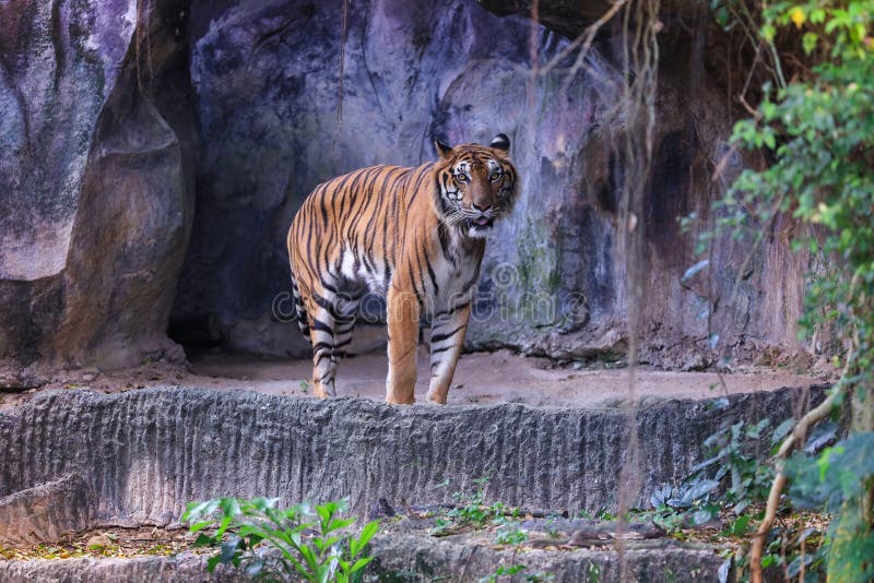 Tiger in open zoo stock image. Image of mammal, face - 251143051