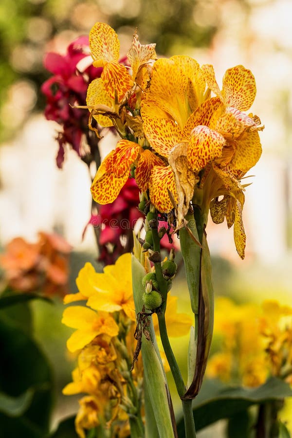 Orchids, Tiger Color Flower, Garden, Petals, Green Leaf Stock Image ...