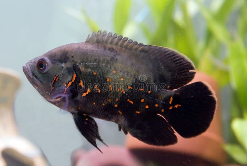 Tiger Oscar stock photo. Image of oscar, astronotus, fish - 2405378