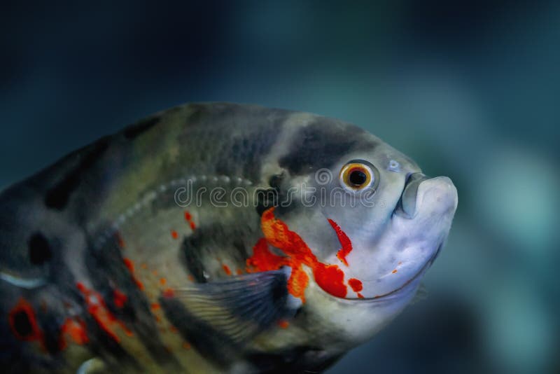 Tiger Oscar Poisson D'eau Douce Photo stock - Image du raie, orange ...