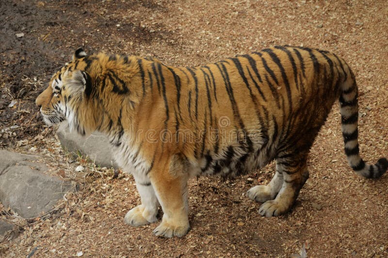 Tiger stock photo. Image of face, healthy, ground, backdrop - 89381644
