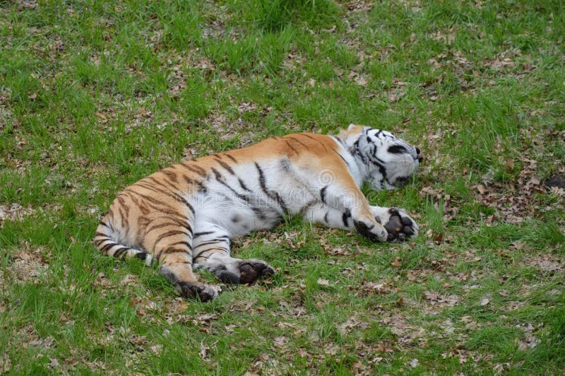 Tiger stock photo. Image of ground, icon, black, habitat - 91787026