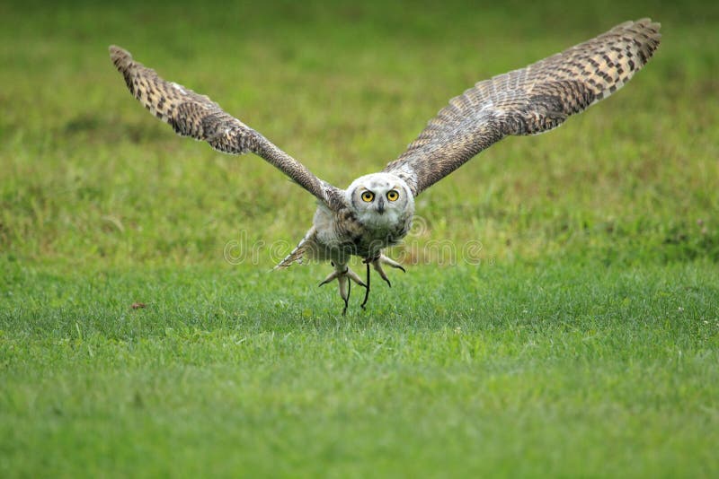 Tiger owl stock image. Image of bill, flying, great, flight - 28977485