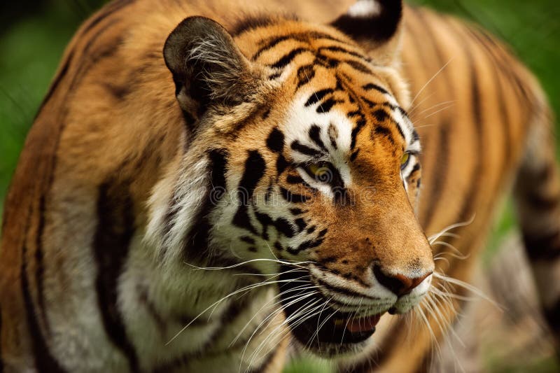 A Tiger Paces in Its Lair in Horizontal Stock Photo - Image of safari ...