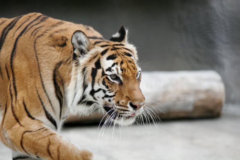 Tiger Pacing stock image. Image of baton, eyes, tigers - 5301563
