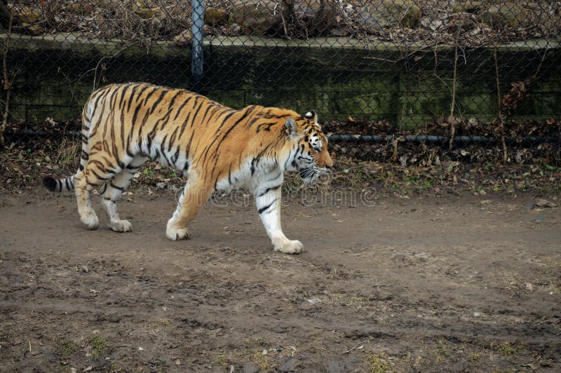 117 Pacing Tiger Stock Photos - Free & Royalty-Free Stock Photos from ...