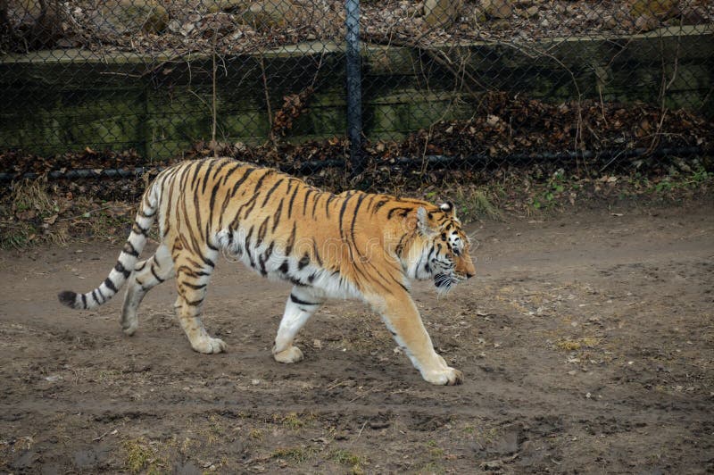 117 Pacing Tiger Stock Photos - Free & Royalty-Free Stock Photos from ...