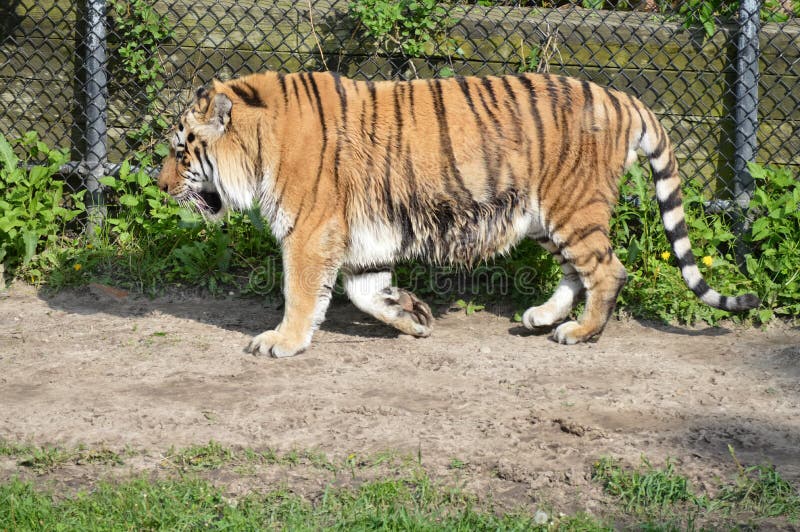 Tiger Pacing and Looking Hungry Stock Image - Image of stripes, nose ...