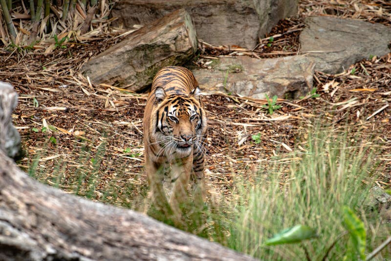Tiger Pacing in a Leafy, Rocky Area Stock Photo - Image of mammal ...