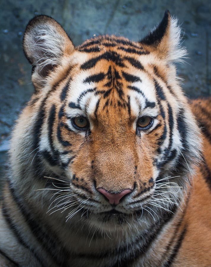 Tiger page stock photo. Image of page, orange, head, aggression - 31102720