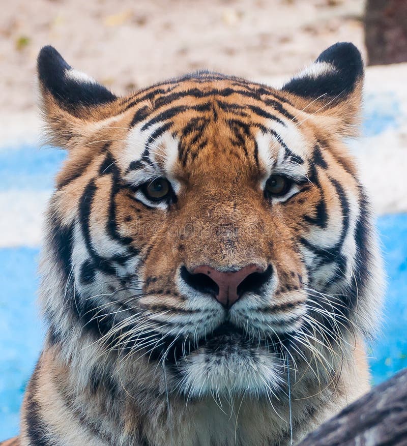Tiger page stock photo. Image of page, orange, head, aggression - 31102720