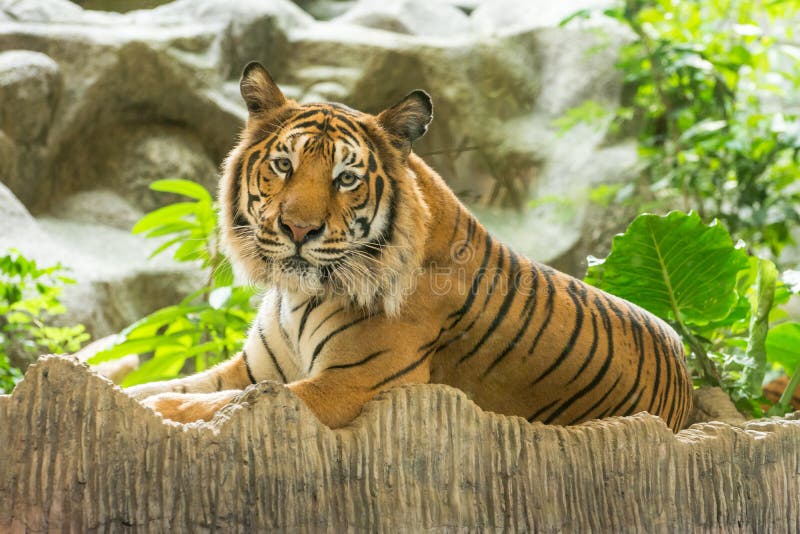 Tiger - Crouching stock image. Image of mammal, stripes - 12482223
