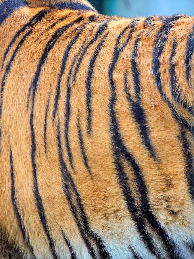 Tiger pattern stock photo. Image of stripe, tiger, pattern - 80722680
