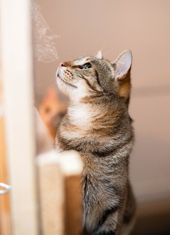 Curious Cat Looking Up at the Ceiling Stock Photo - Image of curious ...
