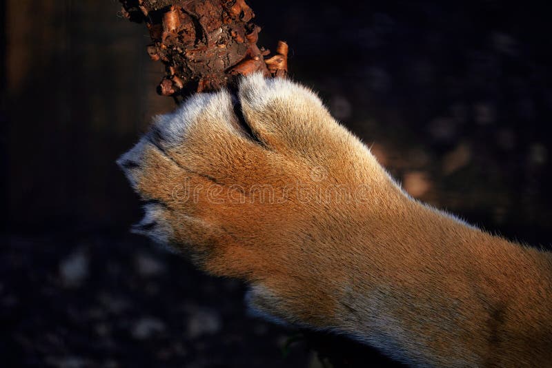 Tiger Paw Close-up. Big Cat Paws Stock Photo - Image of foot, tigris ...