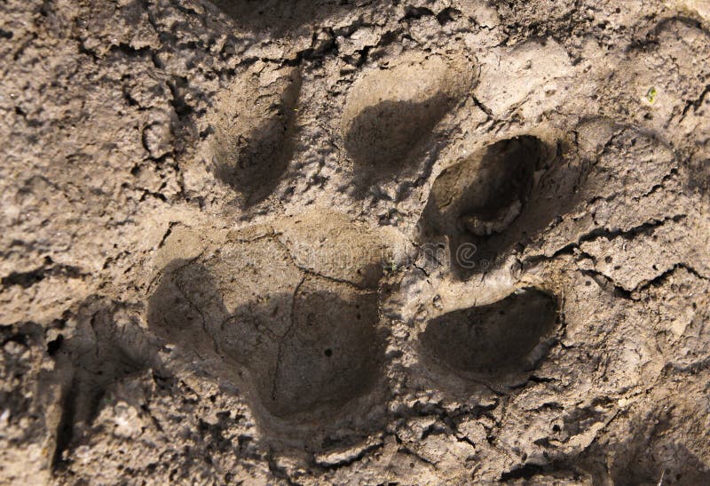 Tiger Footprint Mud Stock Photos - Free & Royalty-Free Stock Photos ...