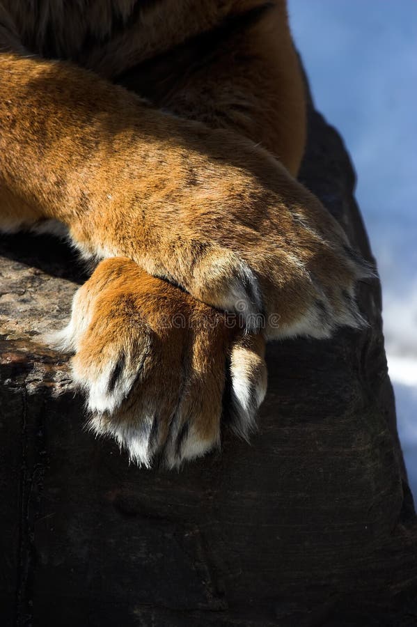 100+ Tiger paws Free Stock Photos - StockFreeImages