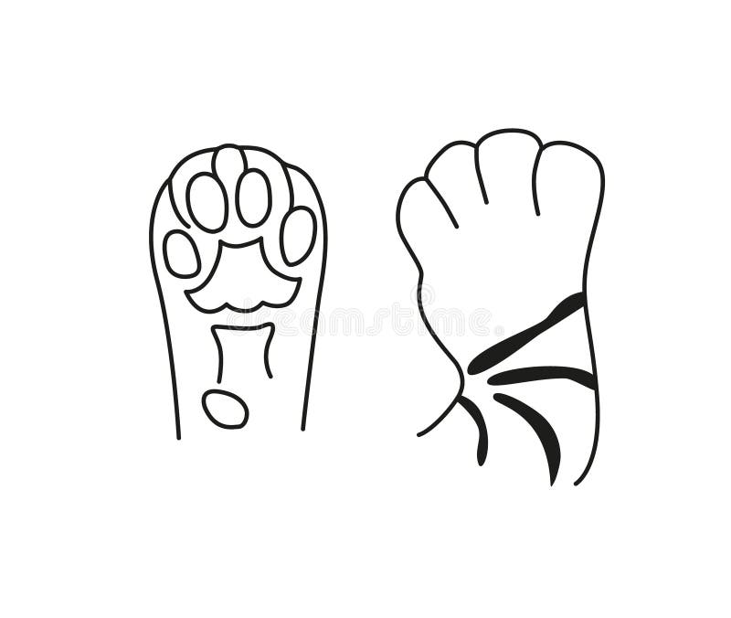 Tiger Paws Front and Back View. Stock Vector - Illustration of ...