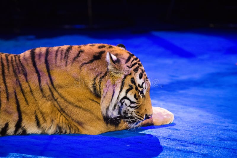 Tiger Performs Tricks in the Circus Arena Stock Image - Image of ...