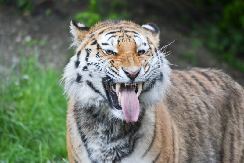 1,033 Scary Tiger Stock Photos - Free & Royalty-Free Stock Photos from ...