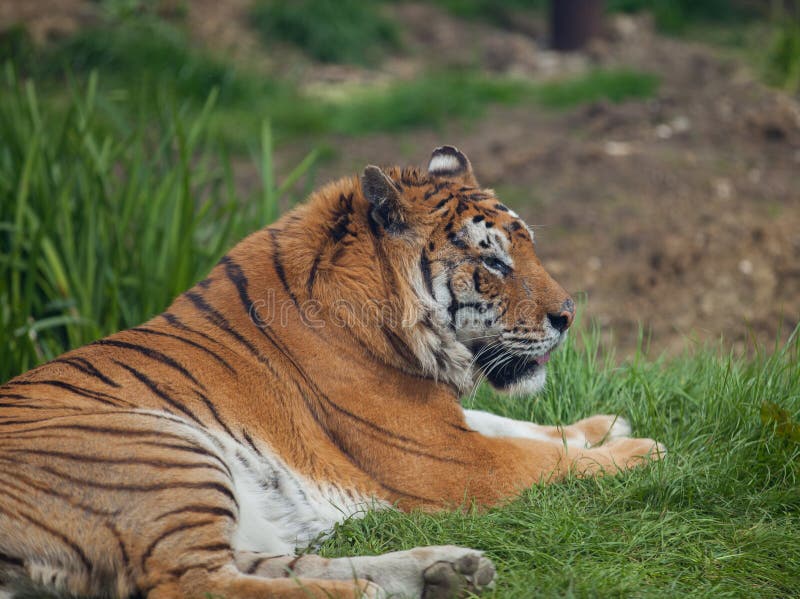 Tiger stock photo. Image of closeup, roaring, aggression - 40514258