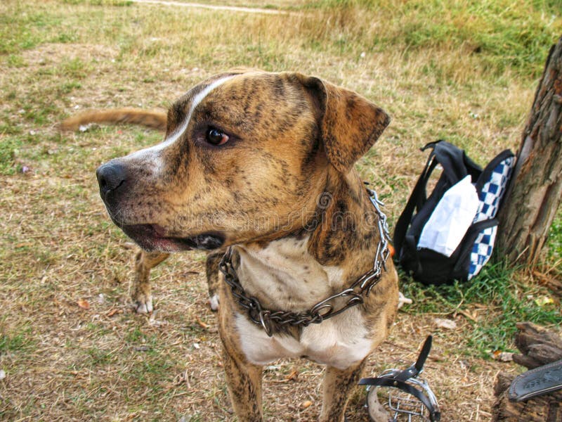 Tiger Pit Bull Guards a Backpack in the Open Air Stock Photo - Image of ...