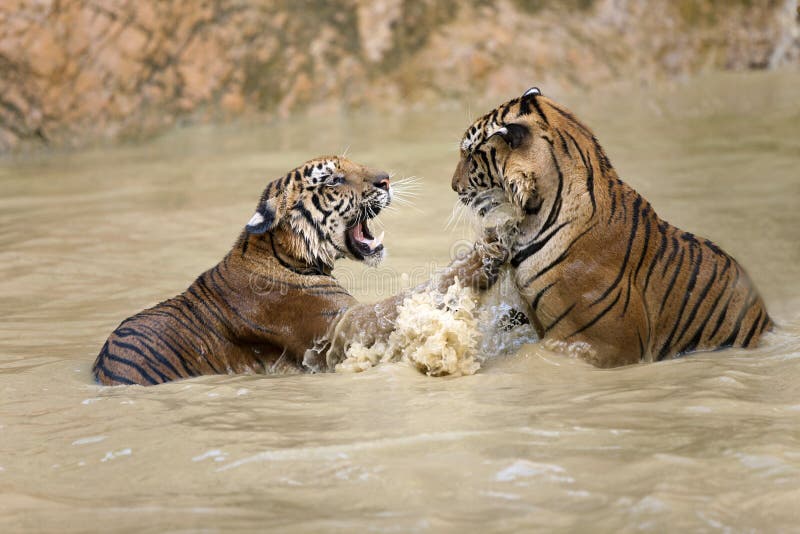 Tiger play stock image. Image of active, pattern, play - 26669937