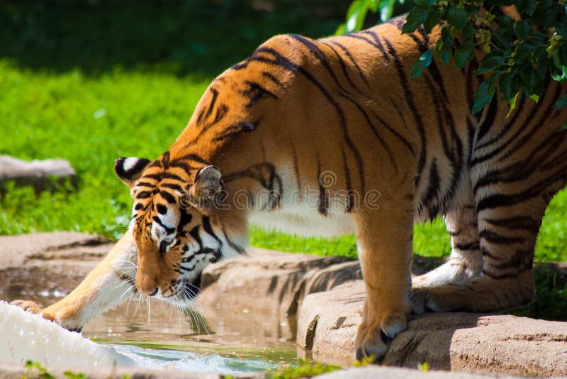 Tiger Playing stock image. Image of mammal, skin, claw - 16207701