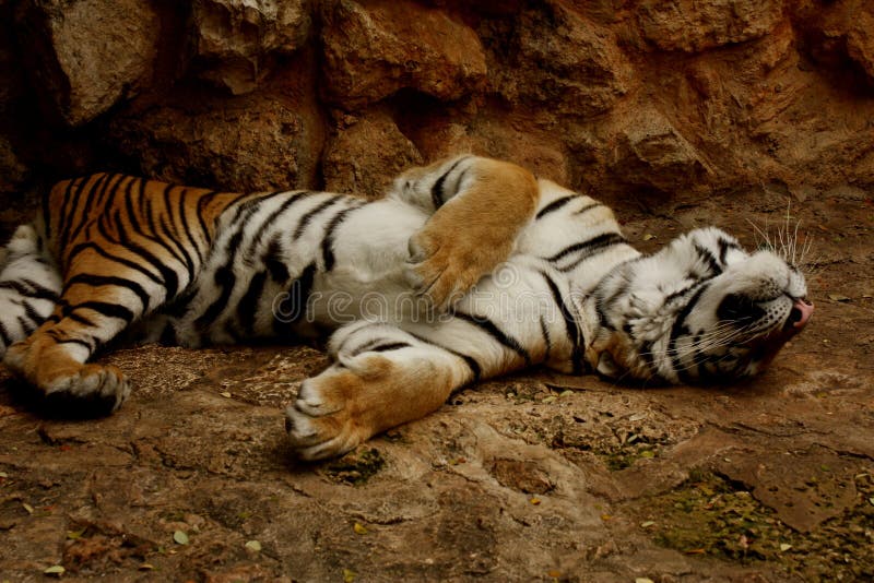 Tiger playing dead stock photo. Image of playing, dead - 65107150