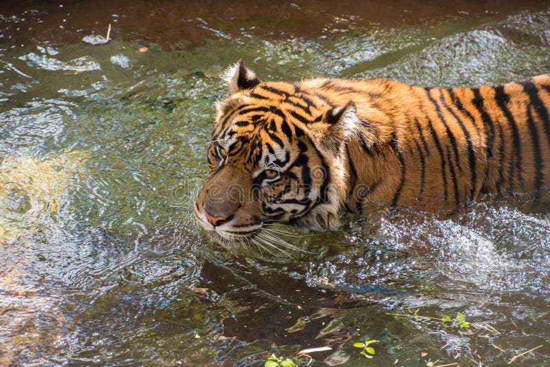 Tiger playing water stock image. Image of predator, face - 104028005