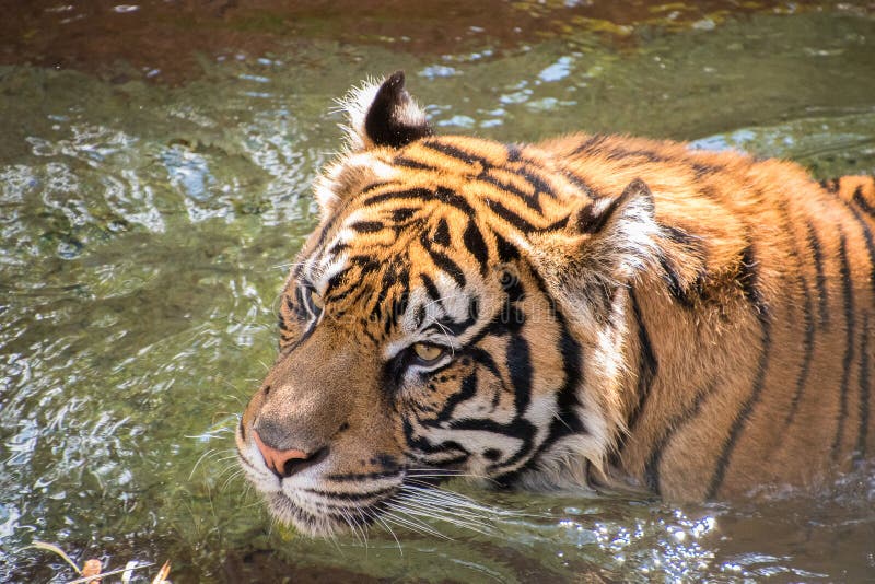 Tiger playing water stock photo. Image of striped, wild - 104028064