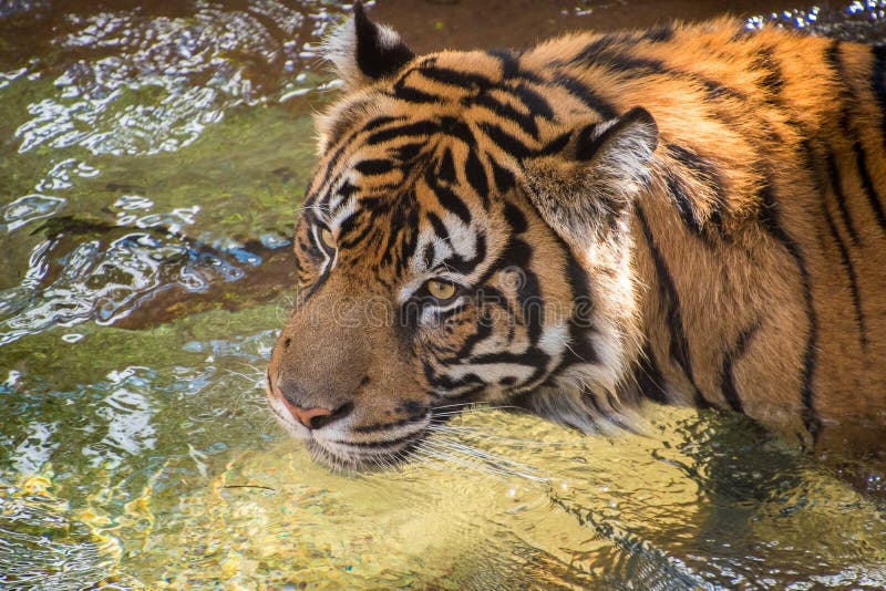 Tiger playing water stock photo. Image of blue, wildlife - 104028084