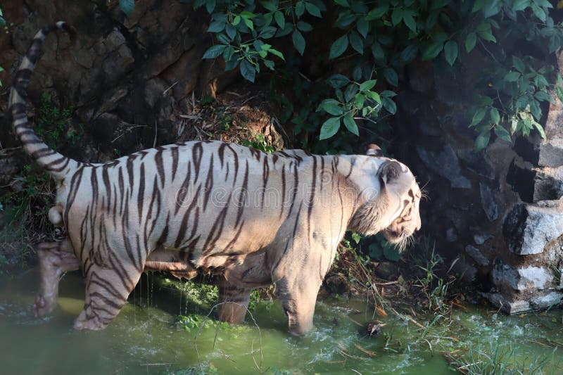 Tiger Plays in the Water on the Mountain. - Image Stock Photo - Image ...