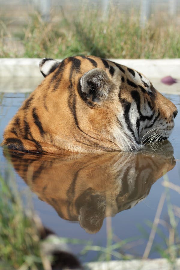 Tiger in the pool stock image. Image of mammal, mirrored - 76786255
