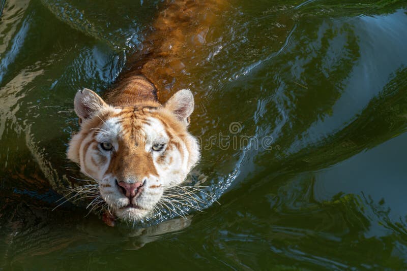 Tiger is in the Pool To Cool Down. Stock Image - Image of closeup ...