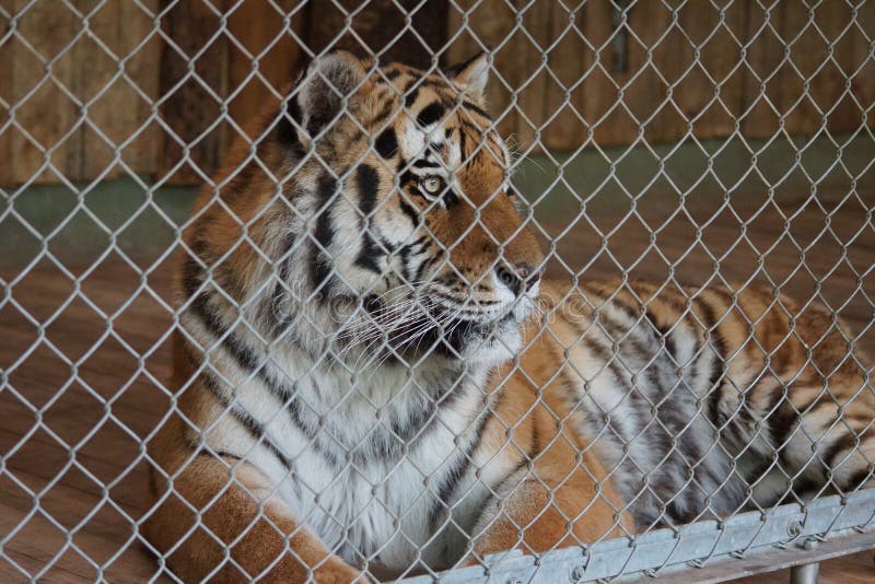 Tiger. stock photo. Image of travel, frightful, lying - 171133472