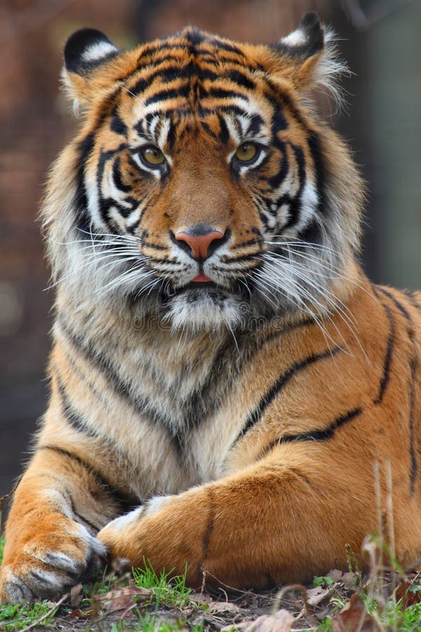 Tiger Portrait with a Green Background Stock Photo - Image of wildlife ...
