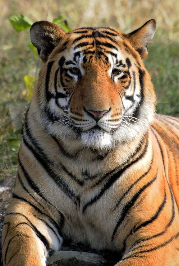 Tiger portrait stock photo. Image of green, tigers, texture - 12463454