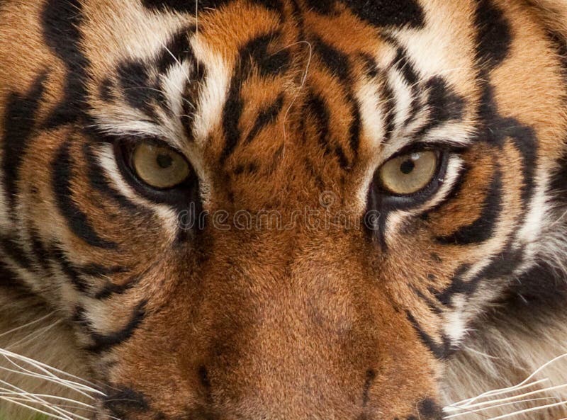 Tiger Portrait stock image. Image of wildlife, animal - 15219523