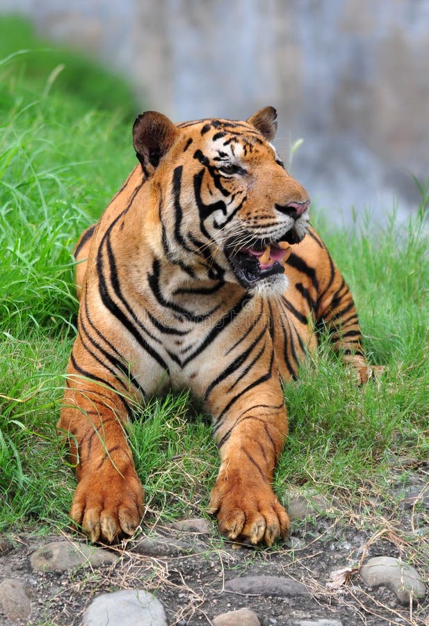 Tiger portrait stock image. Image of colors, animal, asian - 15550275
