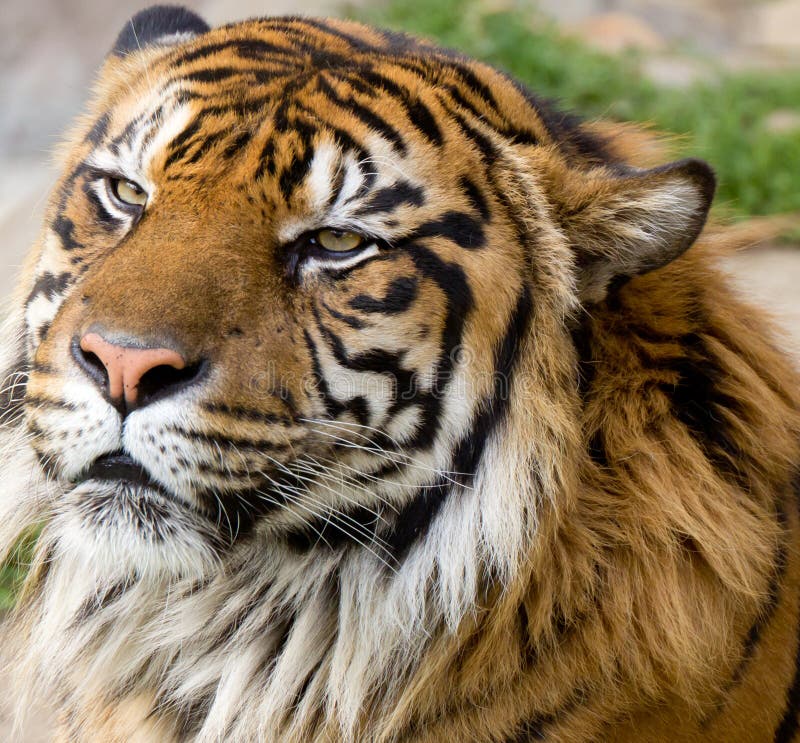 Tiger Portrait stock image. Image of closeup, hair, nose - 13826707