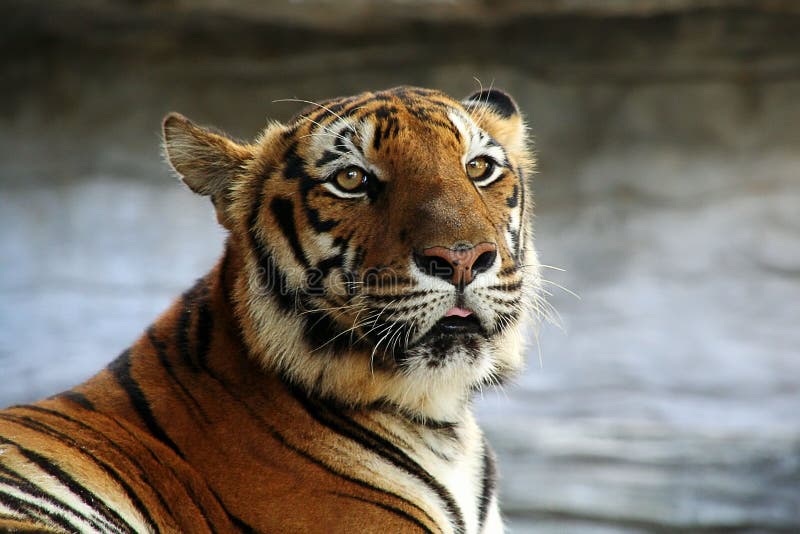 Tiger portrait stock photo. Image of fearsome, fierce - 2095522