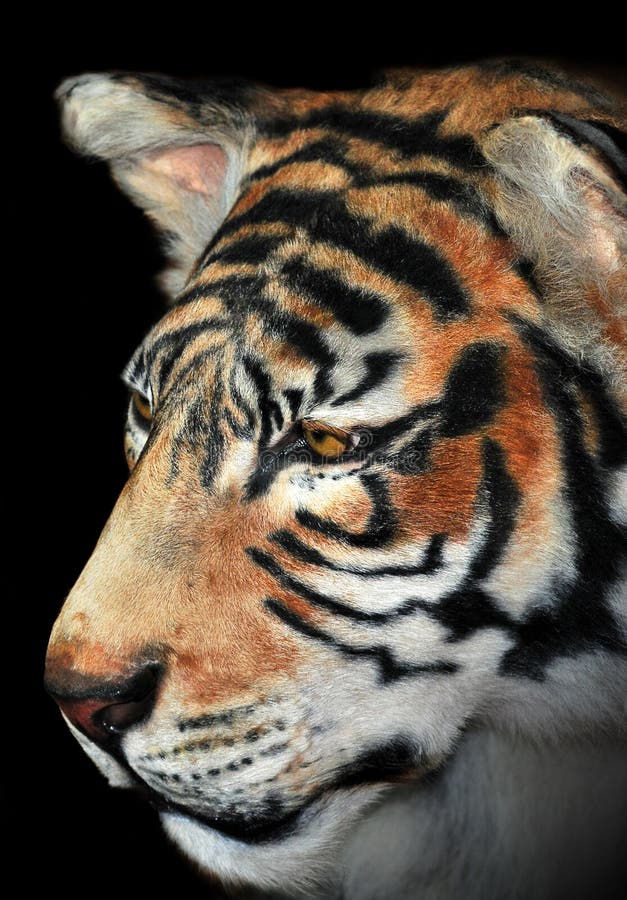 Tiger portrait stock image. Image of face, yellow, animal - 64142205