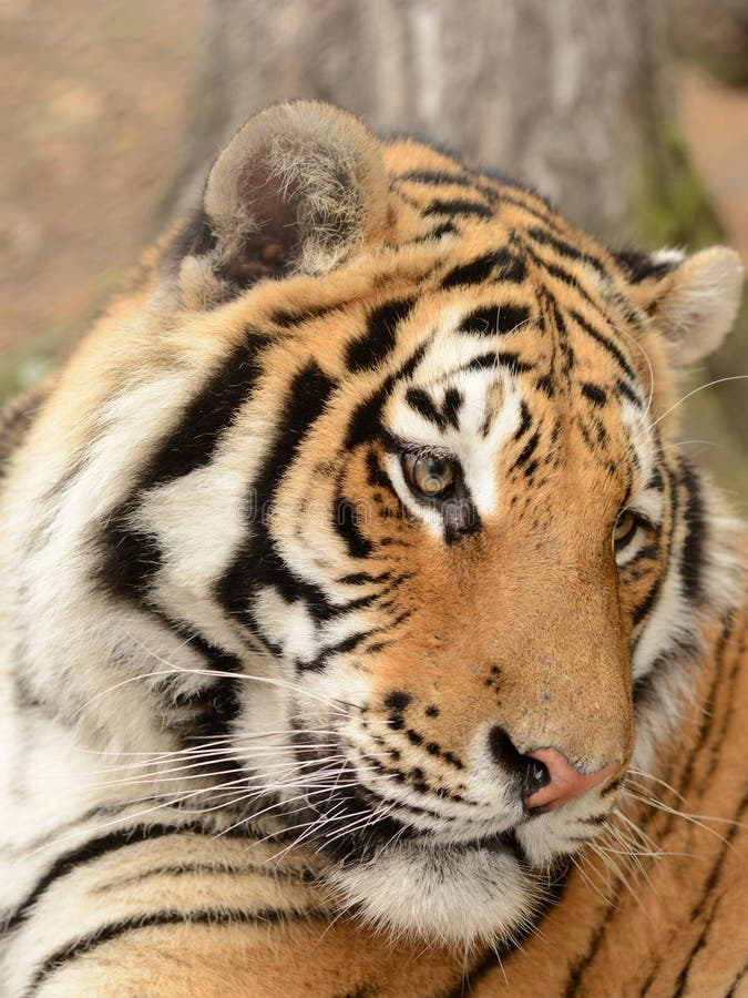 Tiger portrait stock image. Image of closeup, detail - 29070709