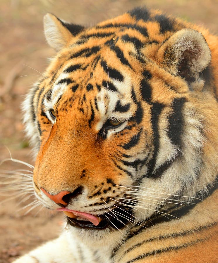 Tiger portrait stock image. Image of portrait, large - 29501703