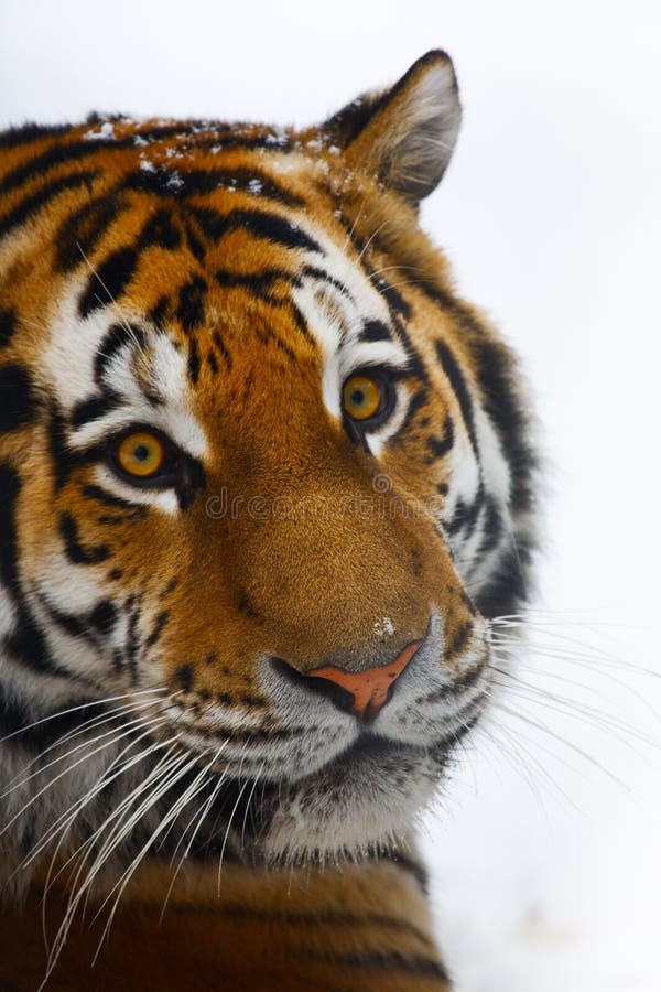 Tiger portrait stock photo. Image of portrait, animal - 7436682