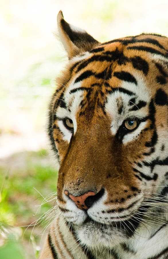 Tiger portrait stock photo. Image of carnivore, savannah - 9807846
