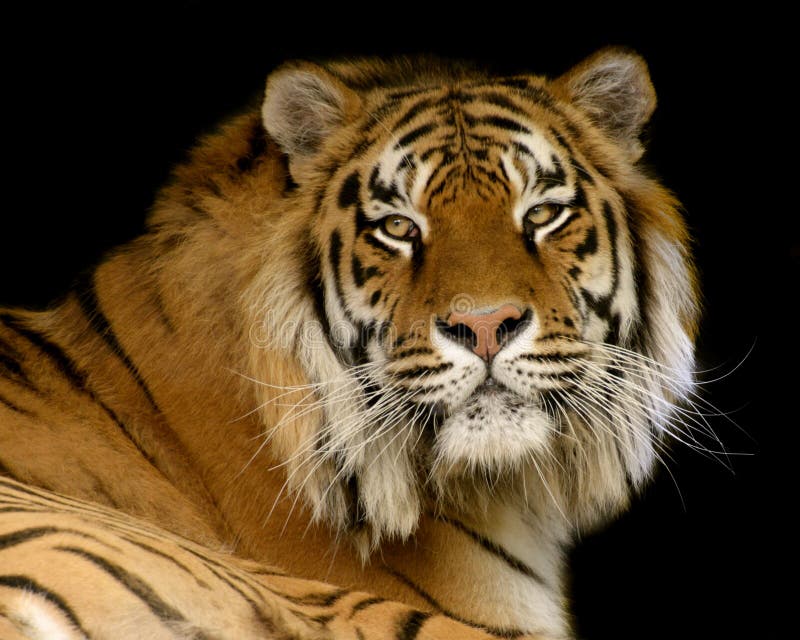 1,255 Tiger Portrait Horizontal Stock Photos - Free & Royalty-Free ...